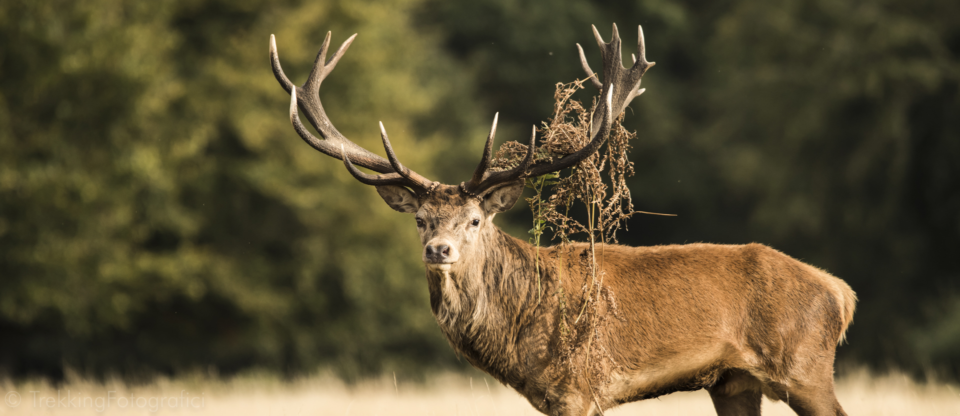 La stagione degli amori del cervo. | Rifugi di Lombardia